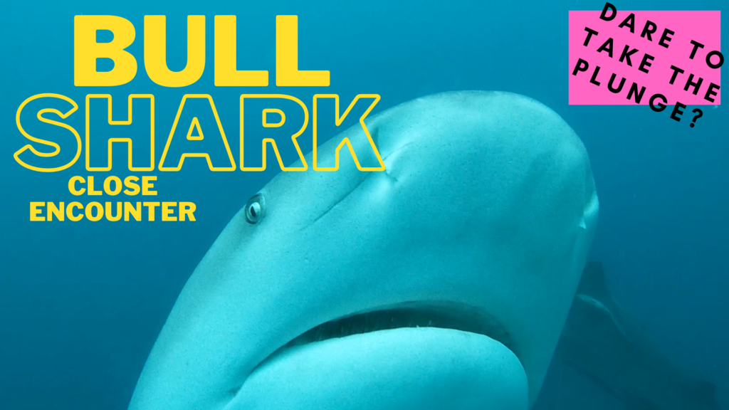 Close Encounter Dives with Apex Predators - African Watersports