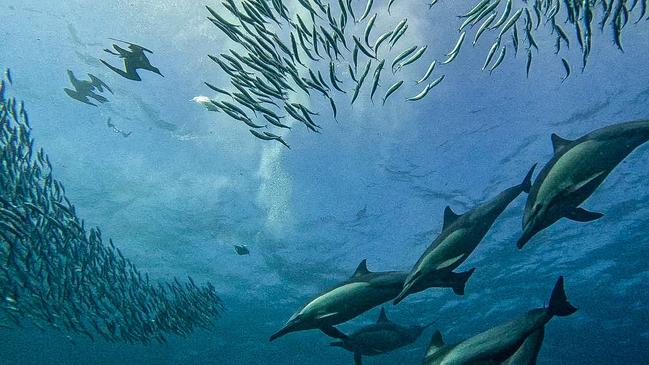 The Greatest Shoal on Earth - African Watersports