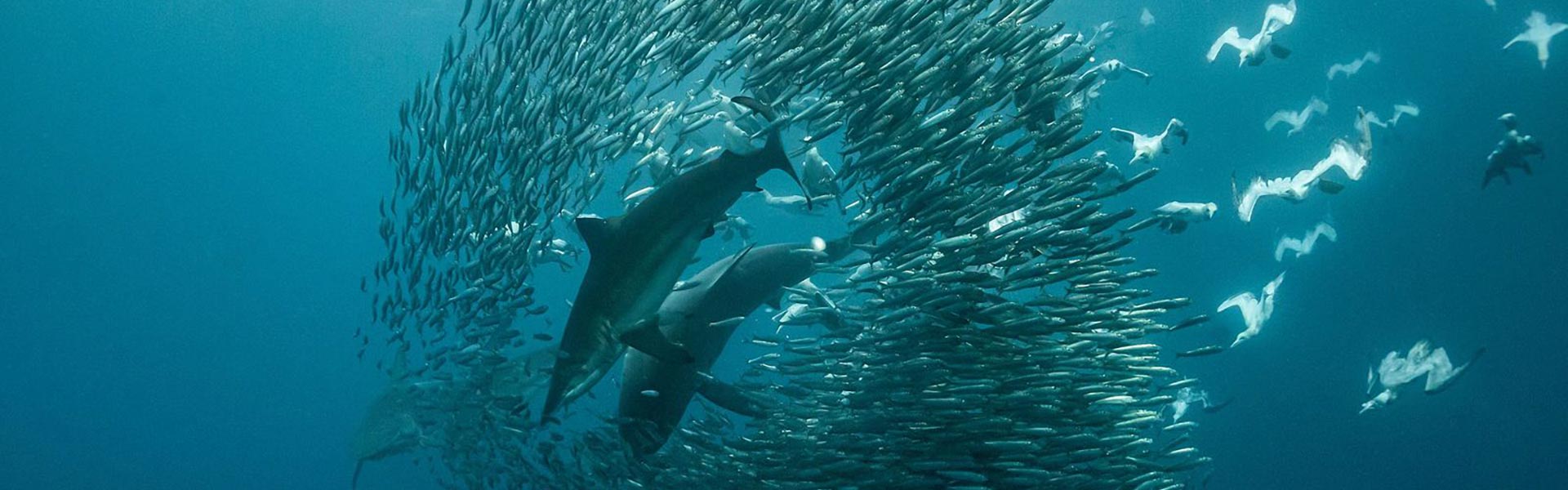 Sardine Run - African Watersports